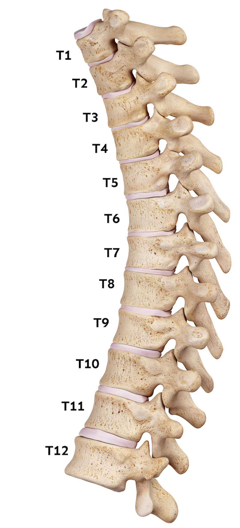 Spine Simulator | Step Up Chiropractic